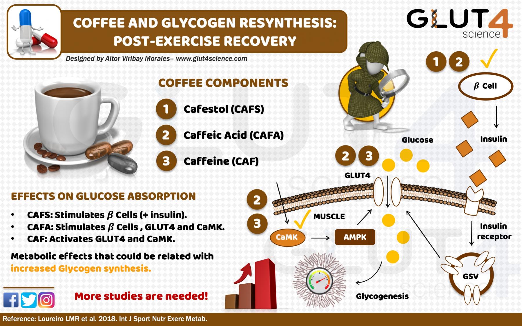Cafe y Sintesis de Glucógeno: Recuperación Post-Ejercicio - Glut4 Science