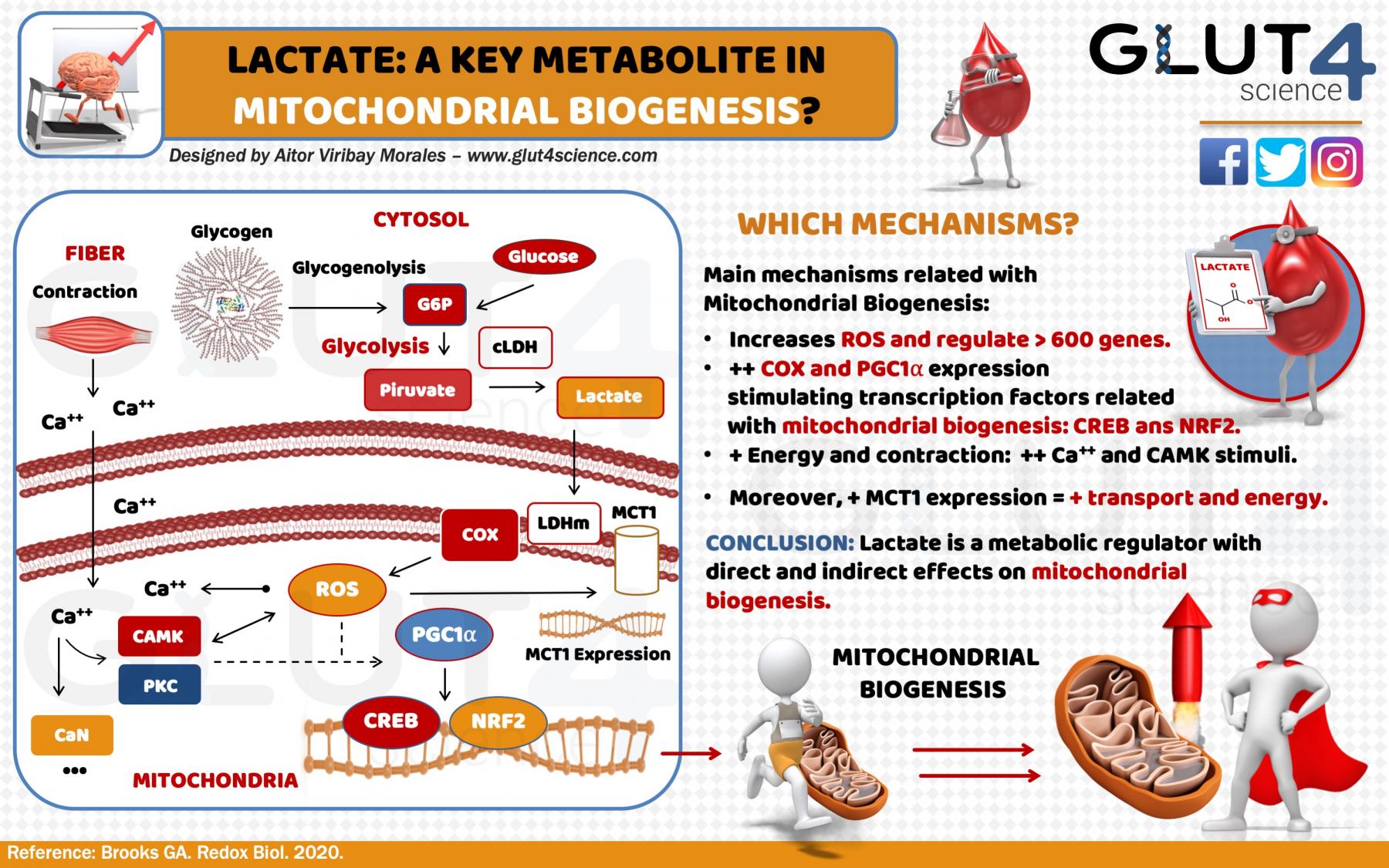 Lactato y Biogénesis Mitocondrial: ¿Un metabolito clave? - Glut4 Science