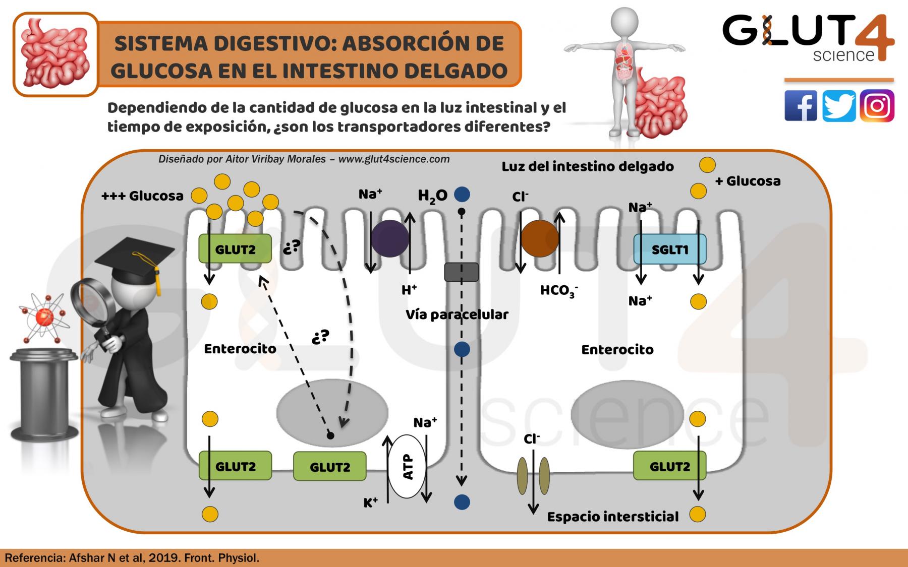 Efecto Edulcorante Sucralosa Abosrción Intestinal - Glut4 Science